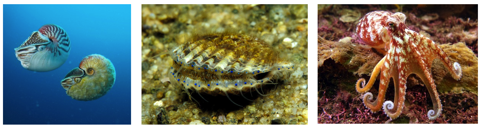 Animal Diversity: Invertebrates – Professor St. John's Instructional ...