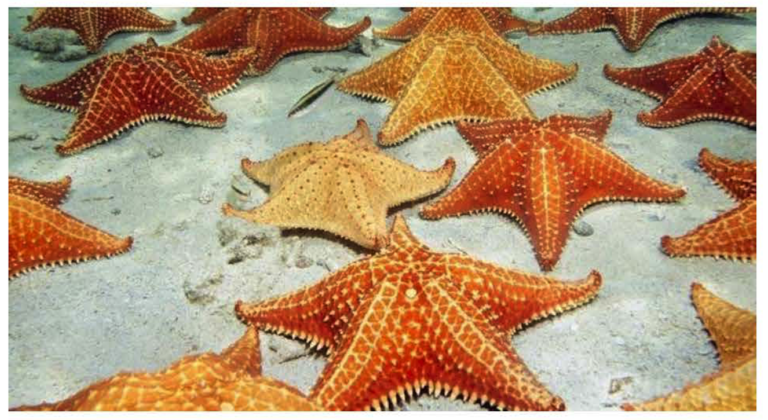 131 Echinoderms Remote Lab – Professor St. John's Instructional Materials