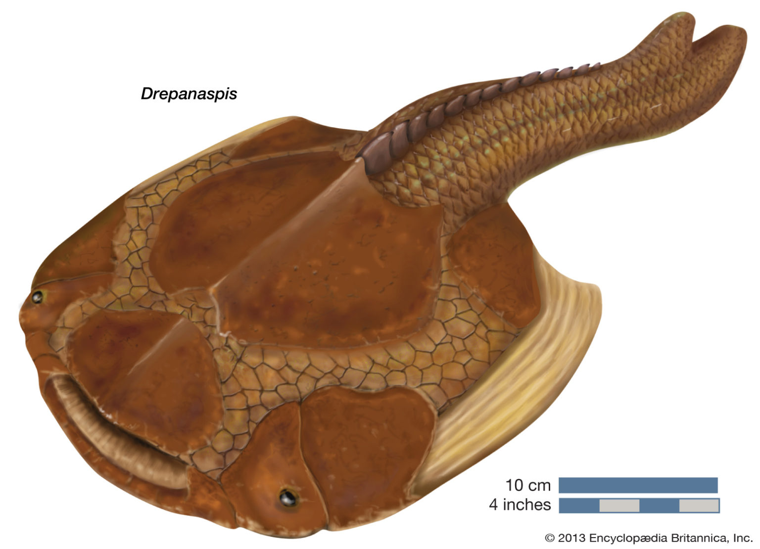 327 Fish Diversity Lab – Professor St. John's Instructional Materials