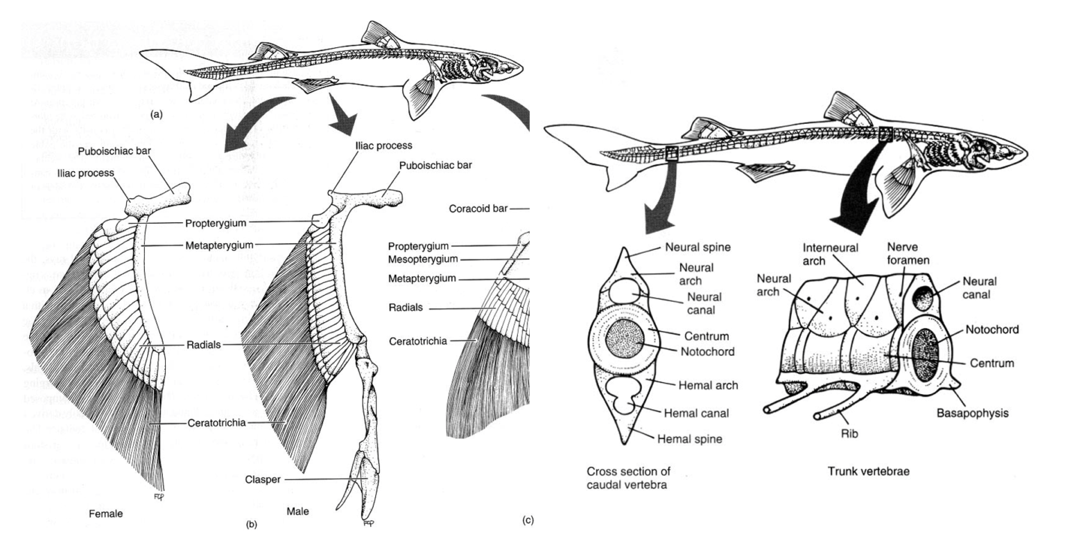 327 Fish Diversity Lab – Professor St. John's Instructional Materials